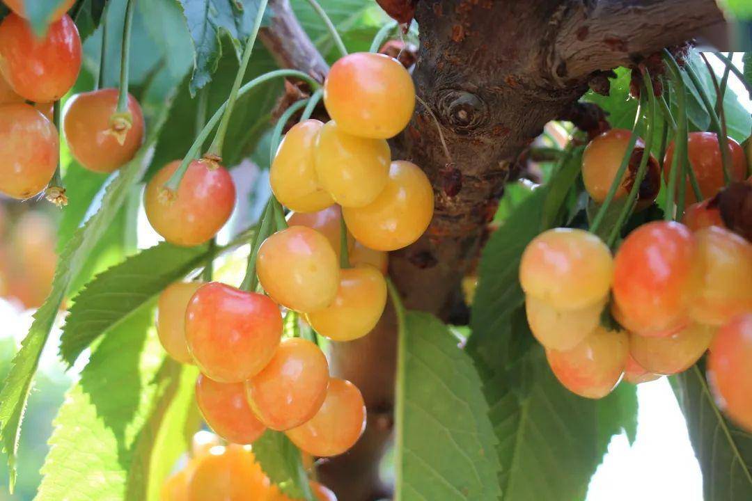 1 Pack 30 Yellow Sweet Cherry Seeds Mazzard Cherry Prunus Heirloom ...