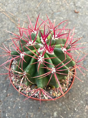 Ferocactus pilosus Red Spine Barrel Cactus rare color seed package 20 ...
