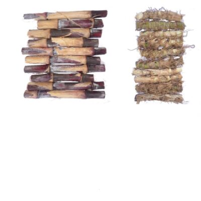 Australian Red & Dwarf (SMART)Napier Multi-cut Green Fodder Animal ...