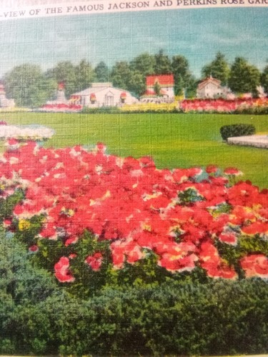 Famous Jackson And Perkins Rose Garden Newark New Jersey Linen Postcard ...