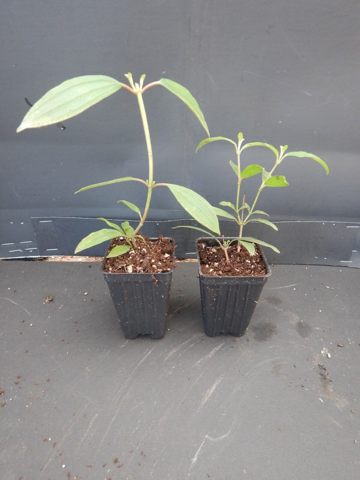 Athens Blue Princess Glory Bush Plant~~Tibouchina urvilleana~Small ...