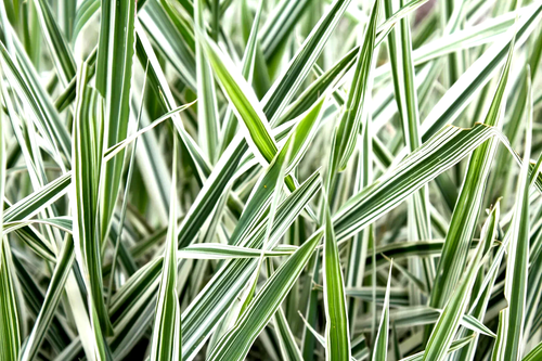 Ribbon Grass 10 Plants Strawberry & Cream Root Divisions For Sun or ...