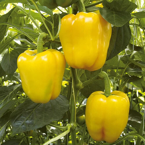 SUNBRIGHT YELLOW CAPSICUM SEEDS Home Vegetable Garden Bell Pepper ...