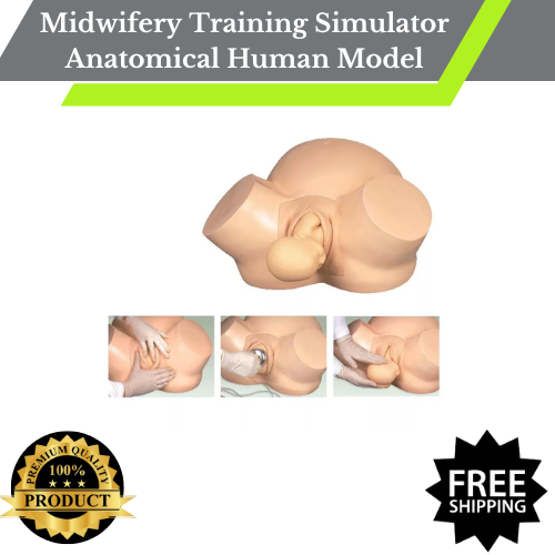 Midwifery Training Simulator Anatomical Human Model | eBay