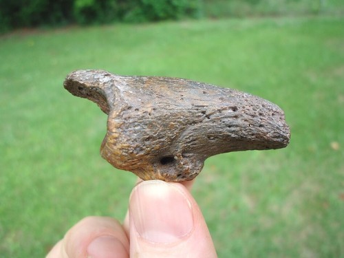 BARGAIN SLOTH CLAW CORE FLORIDA FOSSILS ICE AGE EXTINCT BONES TOOTH ...