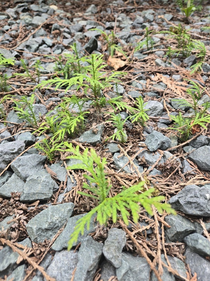 (10) Western Red Cedar Seedling Trees 2-4" Bare Root🌲 Thuja Plicata/PNW ...