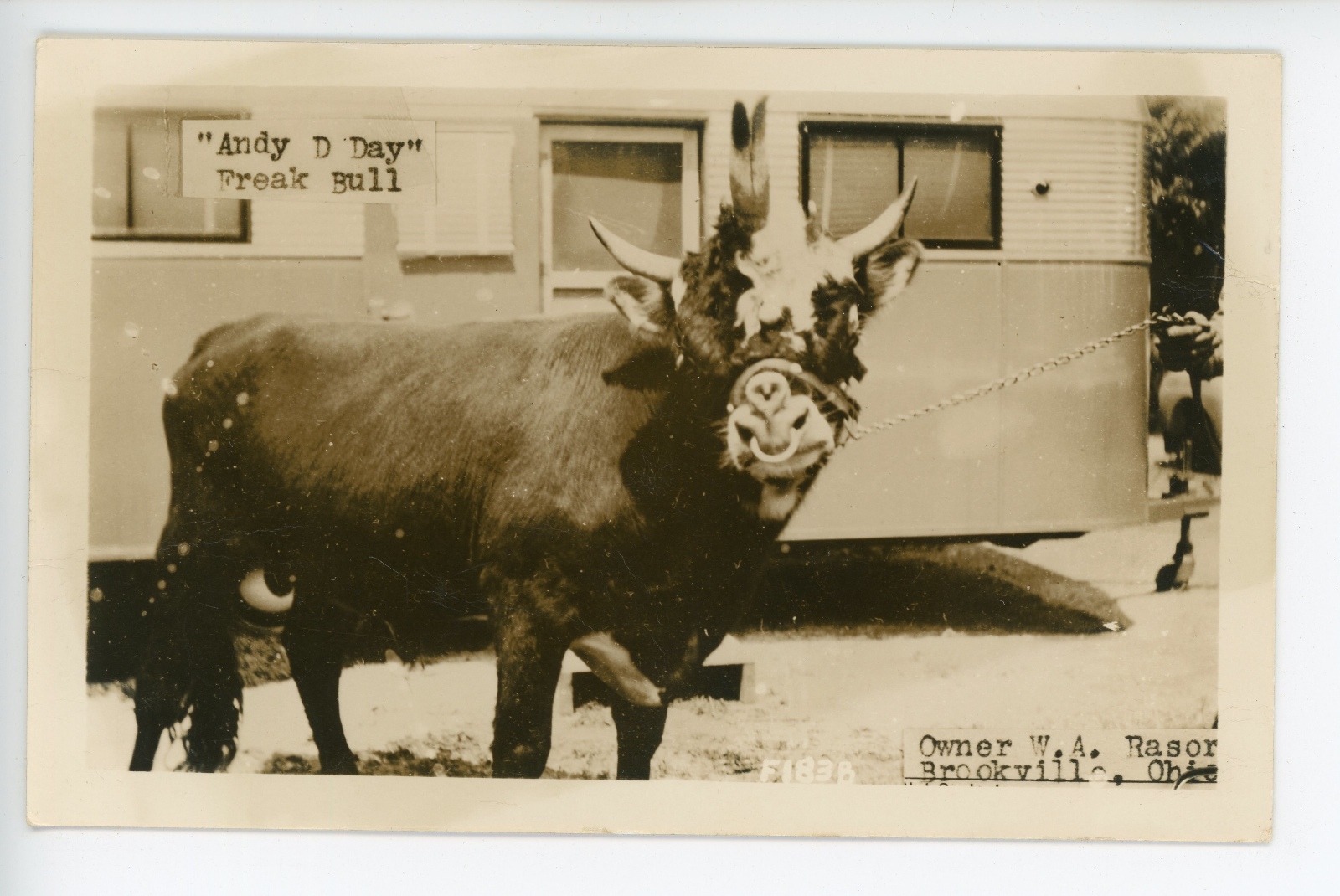 Andy the FREAK Bull -- Brookville OHIO Dayton Rare RPPC Vintage Farm ...