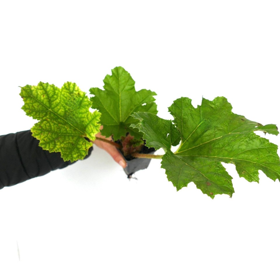 Gunnera manicata | Dinosaur Plant - | Dinosaur Plant | eBay