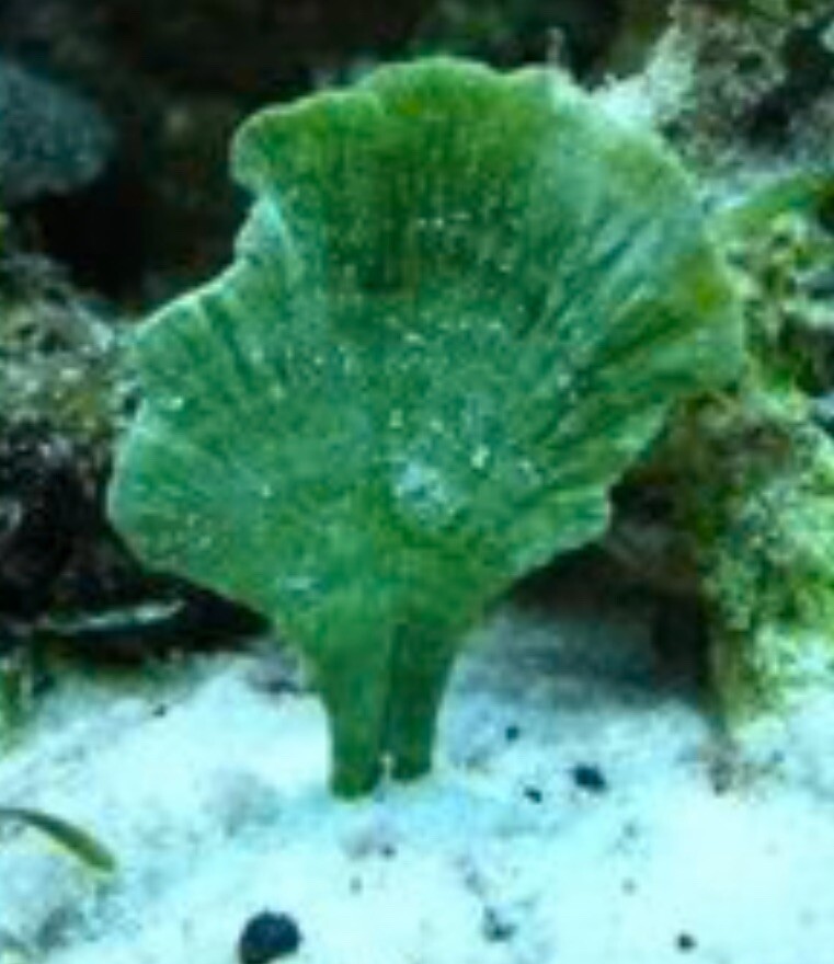 3-5” Mermaids Fan Plant Macroalgae Saltwater /Reef Tank / Frag | eBay
