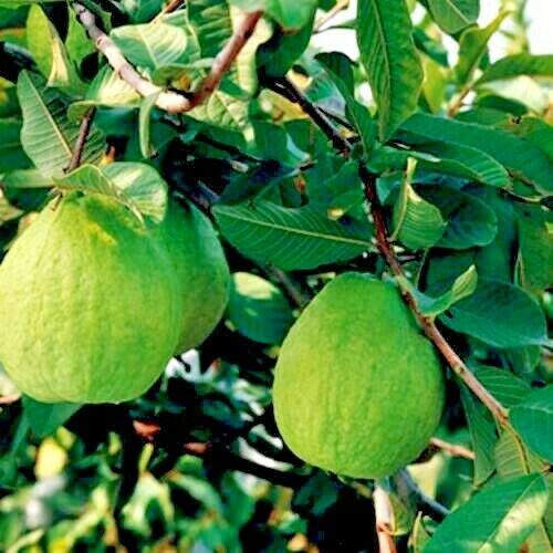 300 Pink Guava Seeds Psidium guajava Seed Organic Fruit | eBay