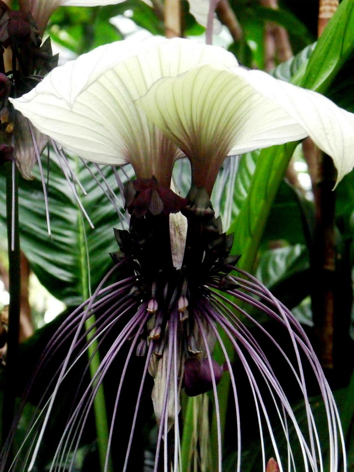10 White Bat Orchid Flower Seeds (Tacca Integrifolia) Exotic Tropical ...