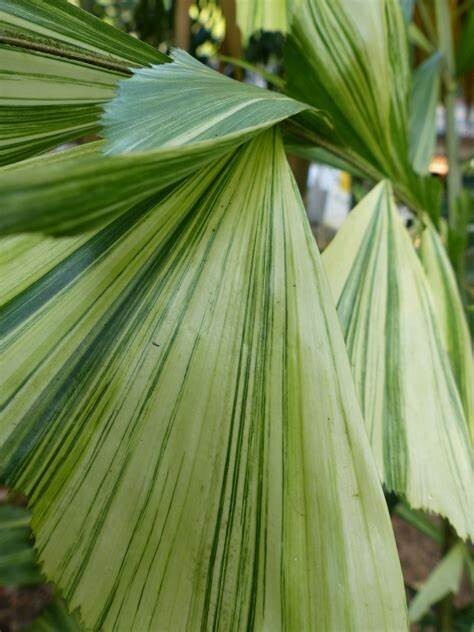 CARYOTA MITIS VARIEGATA - 3 x seeds - variegated fishtail palm | eBay UK