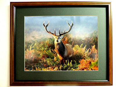 DEER PICTURE BIG BUCK KING OF RICHMOND HUNTING MARK BRIDGER MATTED ...