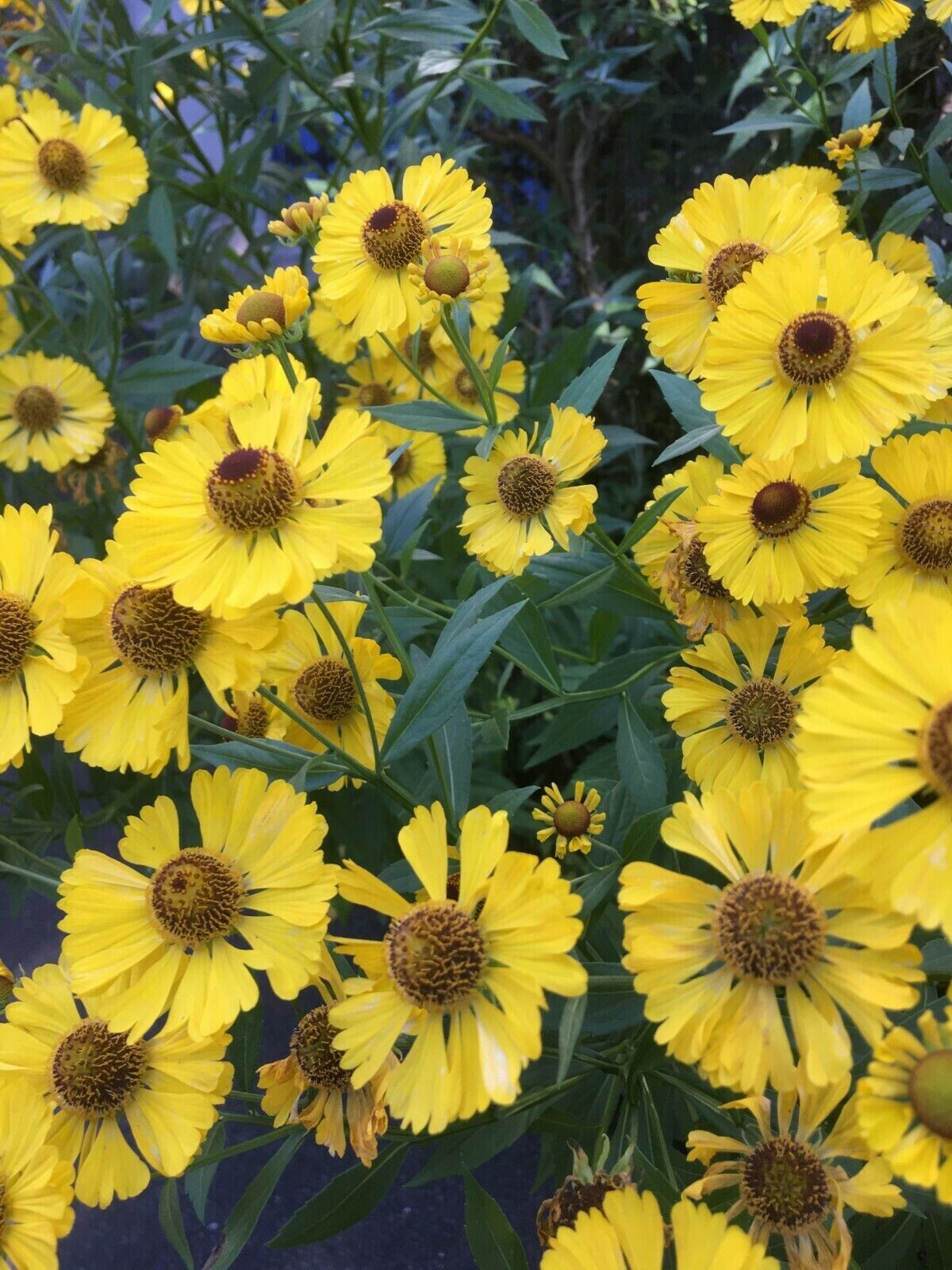 YELLOW HELENIUM SOMBRERO PERENNIAL FLOWER SEEDS COTTAGE GARDEN ...