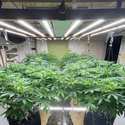 1000W Spider Samsung LED Grow Light 8Bar Full Spectrum Dimmable Plant ...