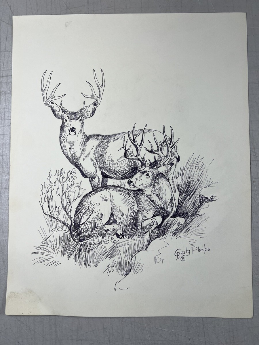 Deers Bucks Drawings