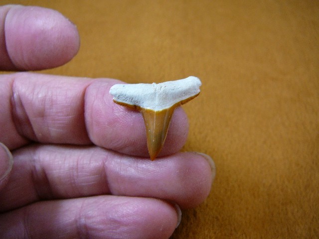 s310-117) 3/4" Fossil LEMON Shark Tooth teeth BONE VALLEY Gold or ...