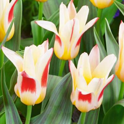 10 x DWARF Tulips JOHANN STRAUSS - Spring Flowering Miniature Garden ...