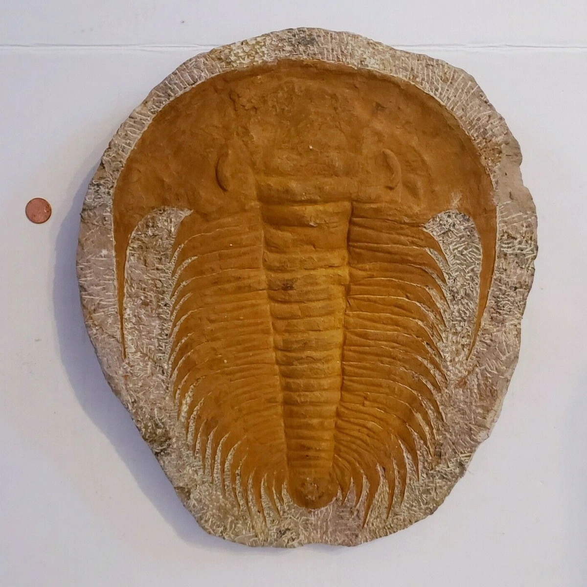 Trilobite Fossil Tattoo