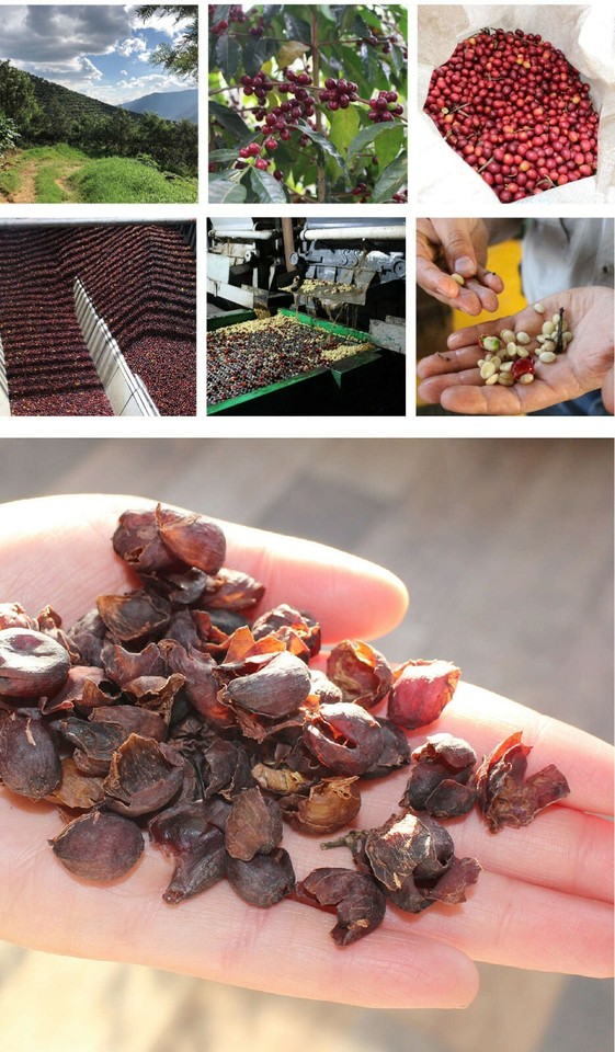 Costa Rica, Cascara Tea, Dried Coffee Fruit Berry / Cherry Tea - 4 oz ...