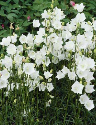 Campanula Persicifolia 'Takion White' Perennial (LARGE) Plug Plants ...