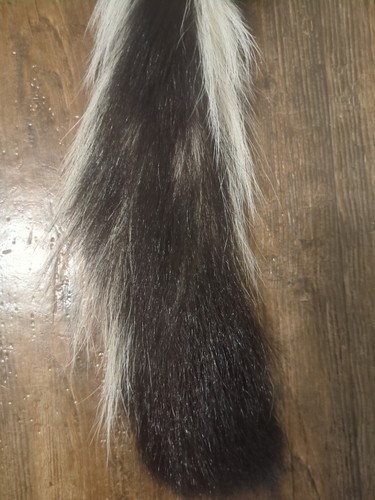 Wild Skunk Fresh Tanned Hide Soft Leather Craft Pelt Fur Nice W/ Lots ...