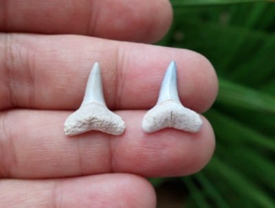 Lemon Shark (Negaprion) Fossil Teeth Bone Valley Florida | eBay