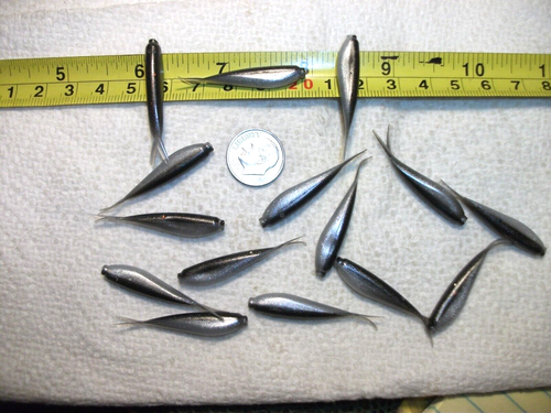 100-1 1/2"-crappie panfish-fat head minnow grub-scent-jig-split tail ...