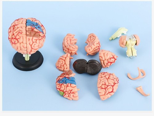 4D Human Anatomical Brain Model Anatomy Medical Teaching Tool Statues ...