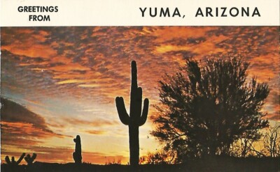 Postcard Arizona AZ Greetings from YUMA Desert Sunset Cactus Silhouette ...