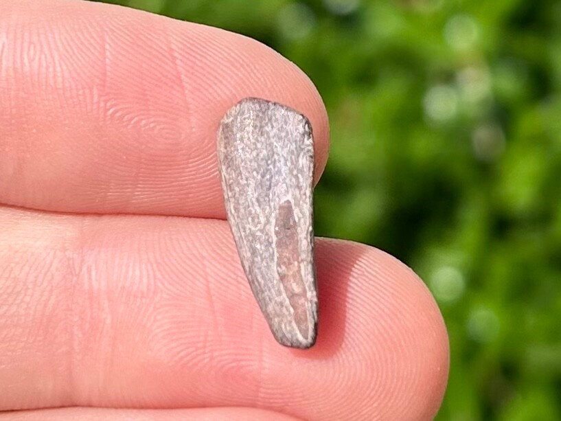 Dinosaur Claw Fossil from Niger Theropod Dino Bones Kryptops ...