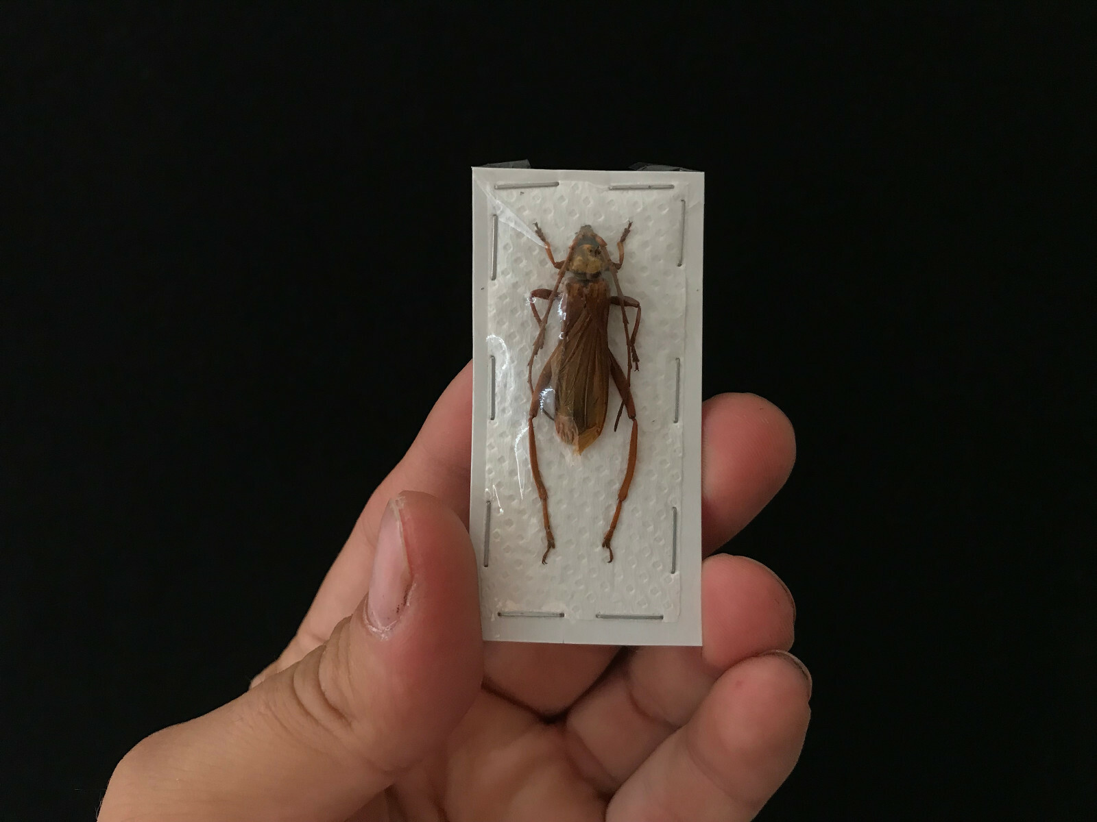 Scalenus Sp. A1 Wasp Mimic From Indonesia Insect Entomology ...