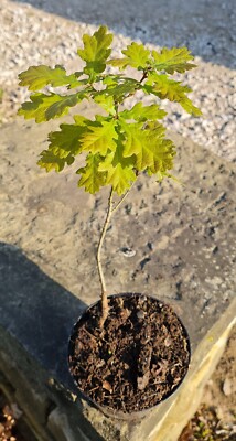 English Oak Tree Sapling. 20- 35 cm tall. Plant a Squirrel feeder ...