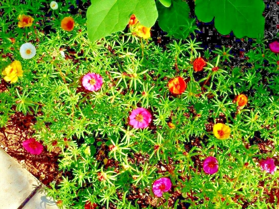501+PORTULACA Rose Moss MIX Seeds Flower Garden Container Basket Window ...