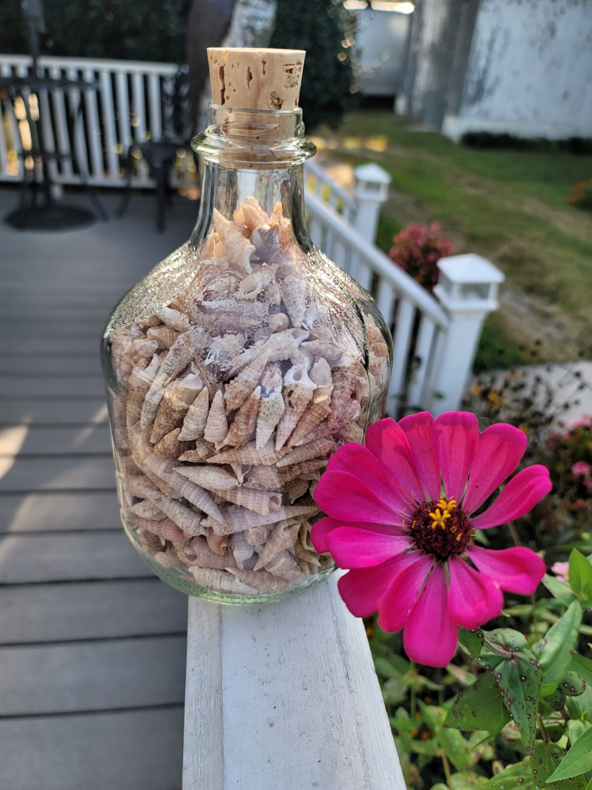 Florida Beach Sea Shells Auger Spiral Gulf Of America Mexico 2LBS ...