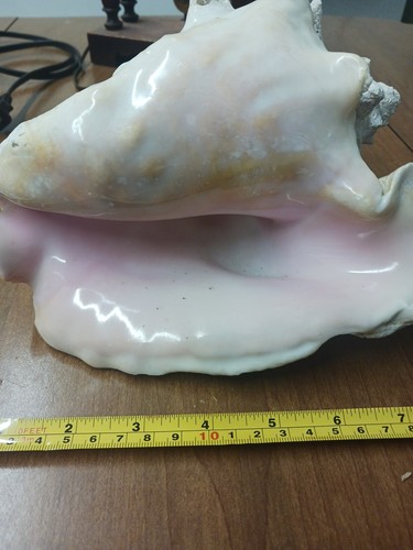 Large Queen Conch Shell (Authentic) From Florida Coast | eBay