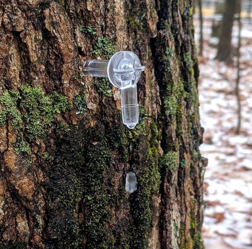 20 Maple Syrup Clear Plastic 5/16" Tubing Spout Taps Spiles | eBay