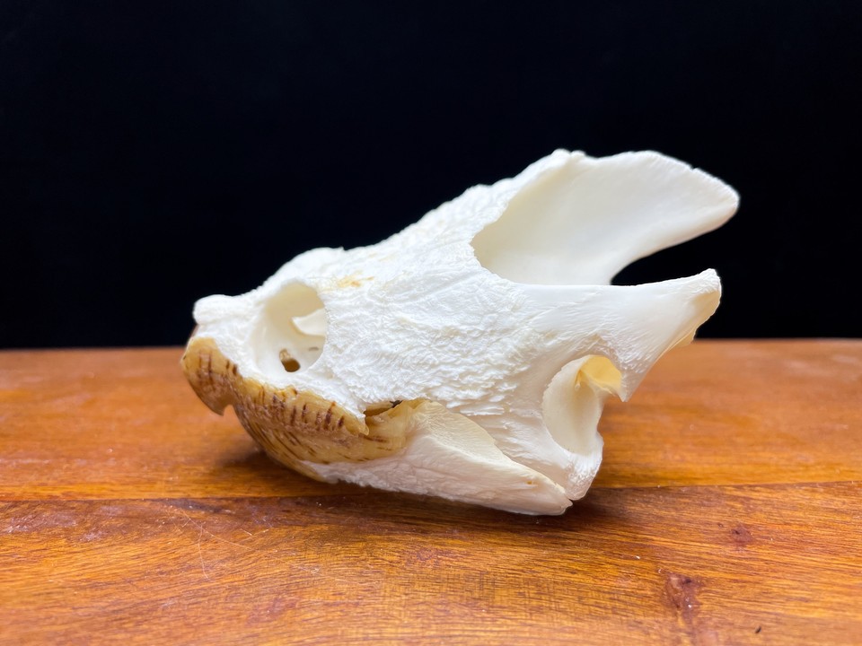 Real Common Snapping Turtle Skull - Chelydra serpentina - American ...