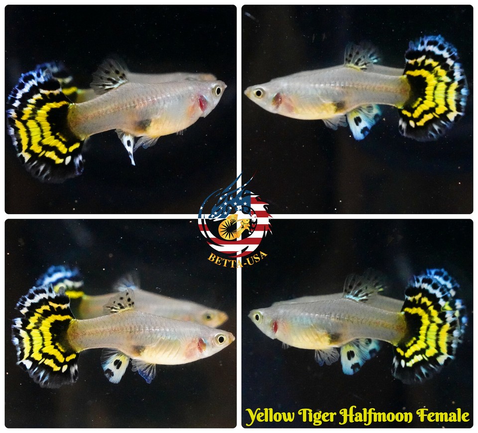 1 TRIO - Live Aquarium Guppy Fish High Quality - Yellow Tiger Halfmoon ...