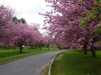 Photo 6x4 Cemetery driveway in the spring Retford The driveway is lined ...