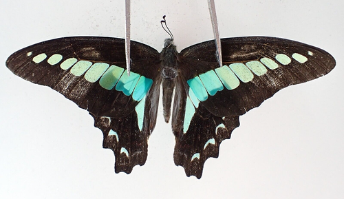PA11594. Unmounted butterflies: Papilio sp. Vietnam. Yen Bai | eBay
