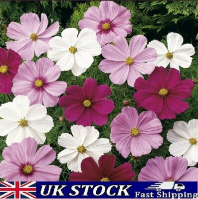 Cosmos Flower Seeds, Mixed Colors Cosmos Bipinnatus | eBay