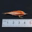 12 pcs Wounded Minnow Fly Ice Dub UV Polar Fry Slowly Sinking Fly ...