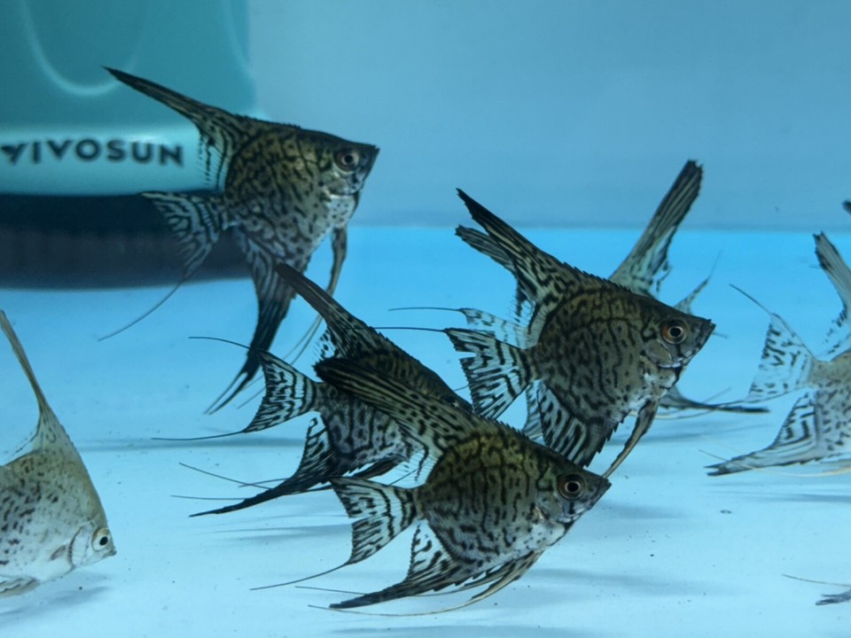 PACK OF 5 - Live Aquarium Longfin Leopard Angelfish - 1.5 To 2 Inch ...