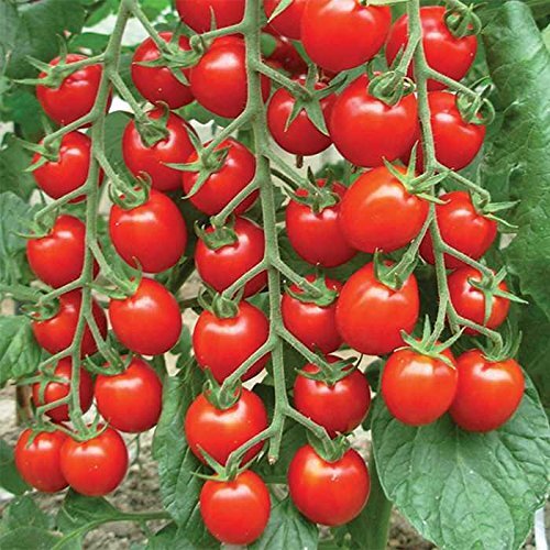 150 seeds Large Red Cherry Tomato Non GMO ez grow | eBay