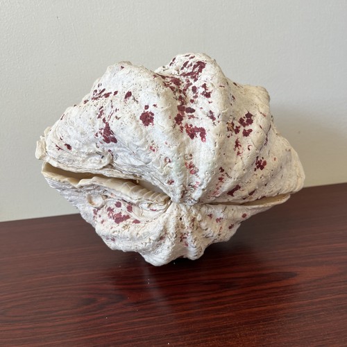 2 x Vintage Big Ruffled Ocean Clam Shells 21cm x 15cm Genuine Natural ...