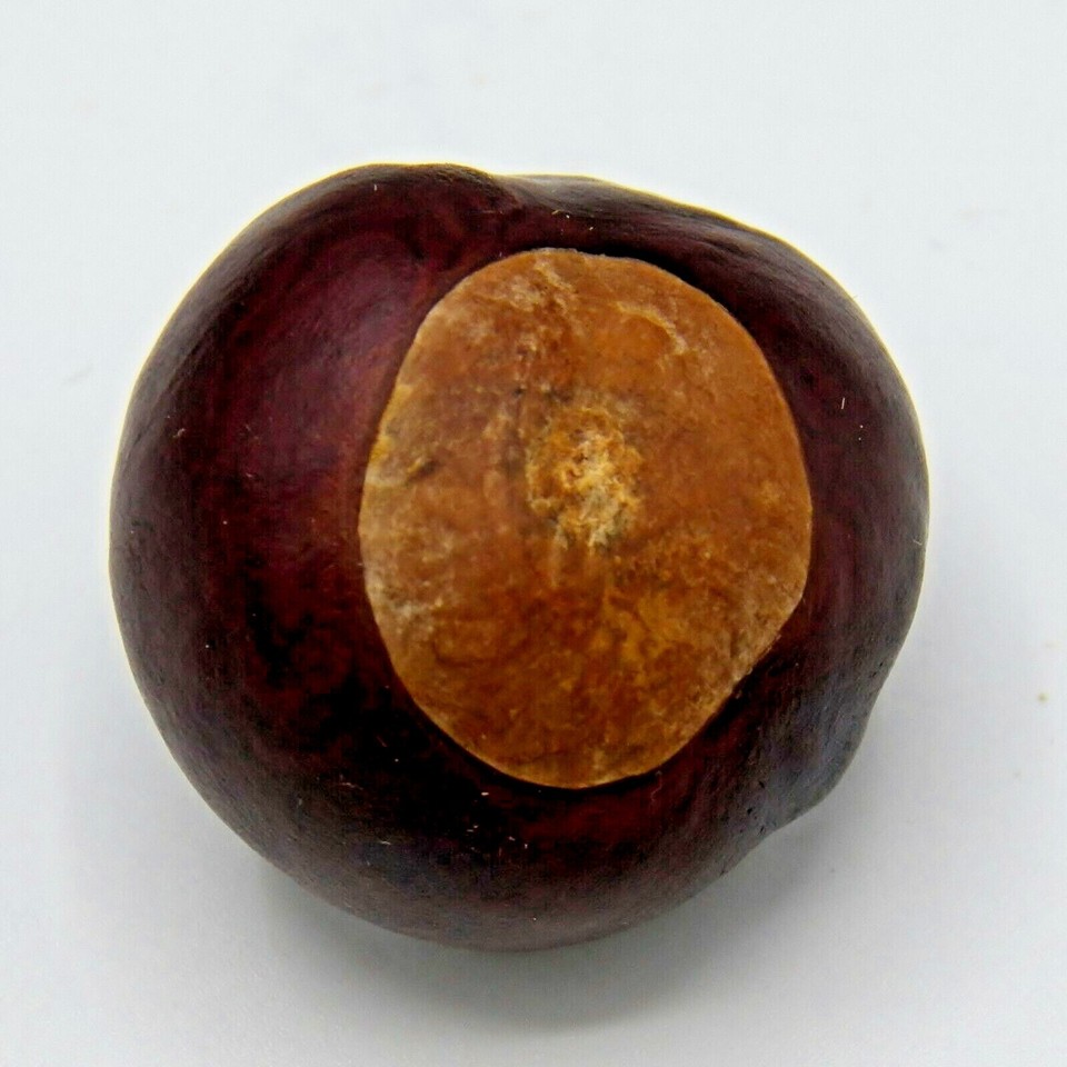 Ohio Buckeye Nuts Buy 1 10 25 50 or 100 Dried 2024 Crop Football Craft ...