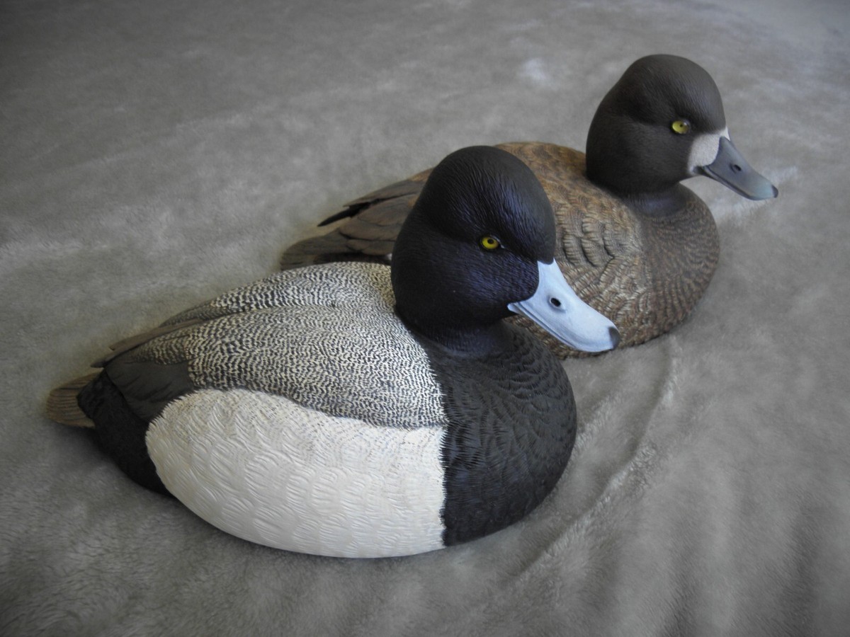 Lesser Scaup Pair Visit To Leighton Moss Rspb All Creatures....