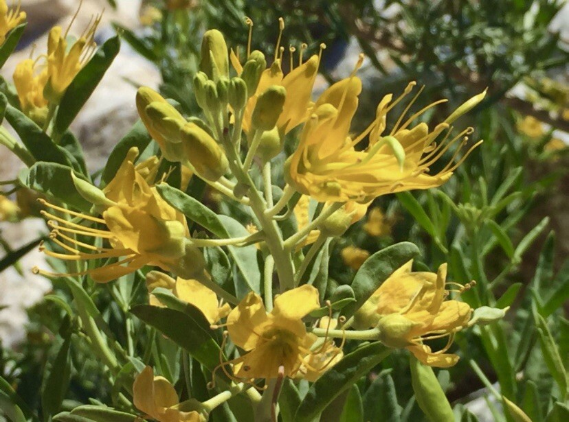 Bladderpod Spider Flower, Burro-fat, Cleomella Arborea - 30 seeds 2025 ...