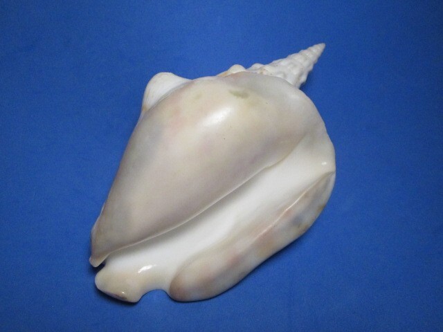 Strombus thersites Swainson, 1823 "DIFFICULT TO OBTAIN!" (139.3mm) | eBay